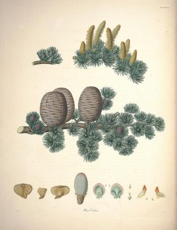 KEDAR (Cedrus atlantica) – Savremena veštica